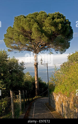 Stone pine, Italian Stone pine, Umbrella Pine (Pinus pinea), in a ...