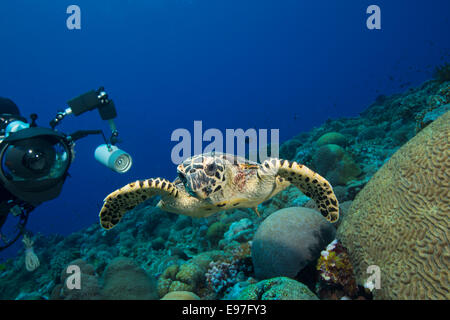 Photographer and Hawksbill turtle, Solomon Islands Stock Photo - Alamy
