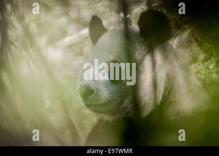A 14 year old panda named YeYe holds her young cub at Wolong Giant ...