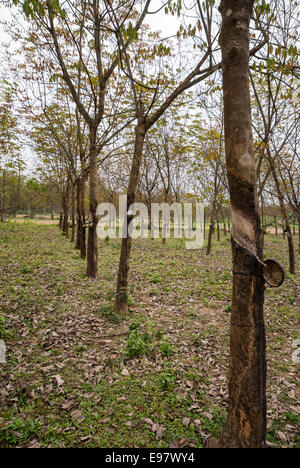 Rubber trees in rubber plantation Stock Photo - Alamy