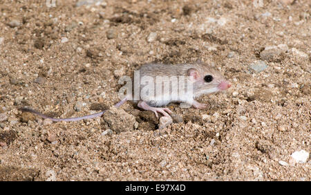 Desert Pocket Mouse Chaetodipus penicillatus Tucson, Pima County ...