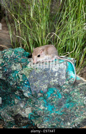 Desert Pocket Mouse Chaetodipus penicillatus Tucson, Pima County ...