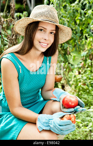 Woman harvesting tomatoes Stock Photo - Alamy
