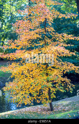 Nyssa sylvatica ( Black Tupelo, Black Gum or Sour Gum Tree ) in Autumn ...