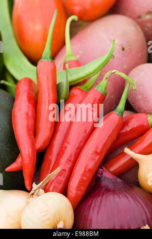 Capsicum annuum Goat Horn Chilli Pepper Growing in a Kitchen Garden ...