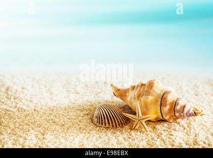 Seashells on the sand by the sea on a hot sunny day Stock Photo - Alamy