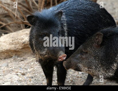 Two wild pigs greeting each other Stock Photo - Alamy