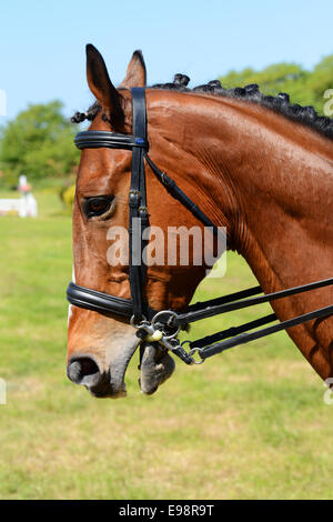 Horse head Stock Photo - Alamy