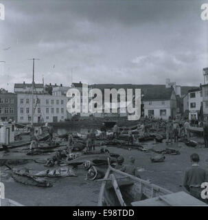 The photograph captures the hunting of pilot whales at Torshavn, Faroe ...