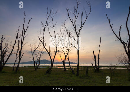 Dead tree in the sunset with a bright orange background Stock Photo - Alamy