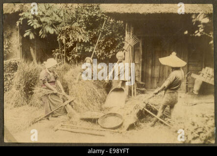 Threshing rice grains, Japan. Vintage 19th century photograph Stock ...