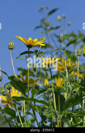 jerusalem artichoke, its yellow flowerheads Stock Photo - Alamy