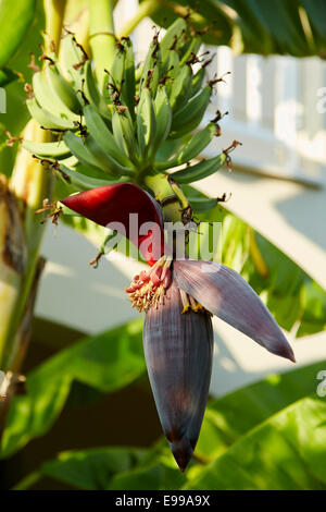 Close-up of Banana tree pod on plantation showing the small fruit ...