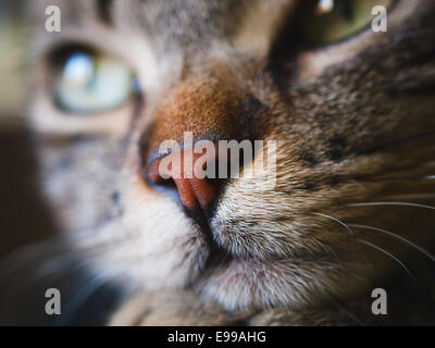 Extreme close-up of cat nose with surrounding fur and whiskers ...