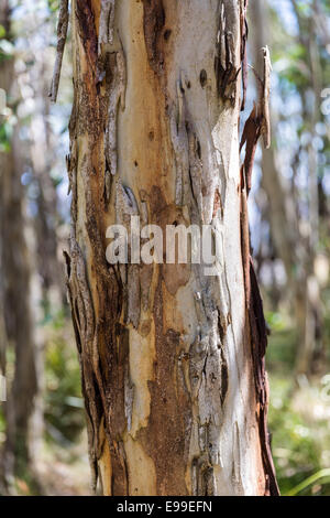 n forest with tree bark - Eucalyptus trees - bushes foliage - nature ...