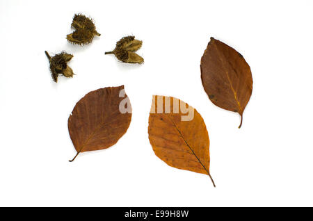 beech cones in Autumn Stock Photo - Alamy
