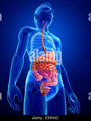 Illustration of male stomach and small intestine anatomy Stock Photo ...