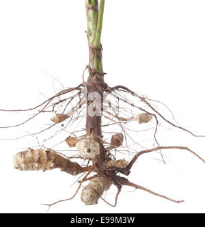 species edible tuber with root on white Stock Photo - Alamy