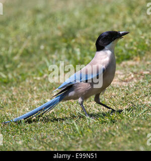 Azure-winged Magpie, Ria Formosa nature Park, Algarve, Portugal Stock ...