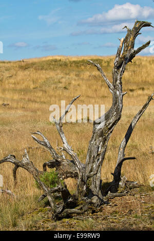 Dead tree in De Hoge Veluwe National Park with the Kröller-Müller ...