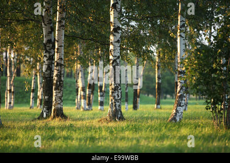 birch grove of urban park in sunny autumn day Stock Photo - Alamy