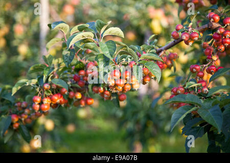 Food plantation, orchard, BIO viands. Group of blueberry plants. Farmer ...