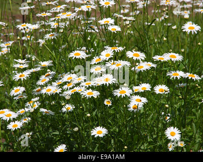 Field of daisy flowers in sunny day. Summer flower close up Stock Photo ...