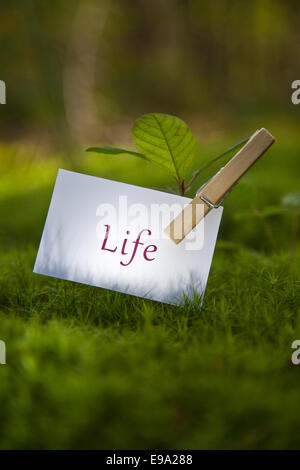 The word Life on paper with a seedling Stock Photo - Alamy