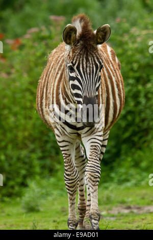 Plains Zebra (Equus quagga) Mammalia Stock Photo - Alamy
