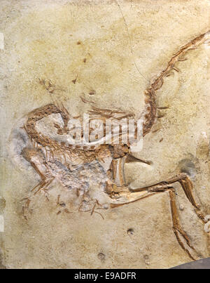 Ichthyosaur fossil in the Natural History Museum, London Stock Photo ...