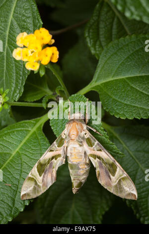 evening primrose moth,proserpinus proserpina,willowherb hawkmoth,on the ...