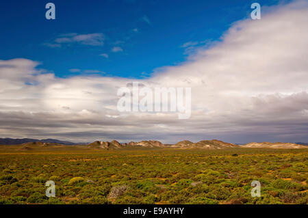Nama Karoo low-shrub vegetation area, Richtersveld, Northern Cape ...