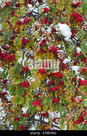 Mountain ash, european rowans (Sorbus aucuparia Stock Photo - Alamy