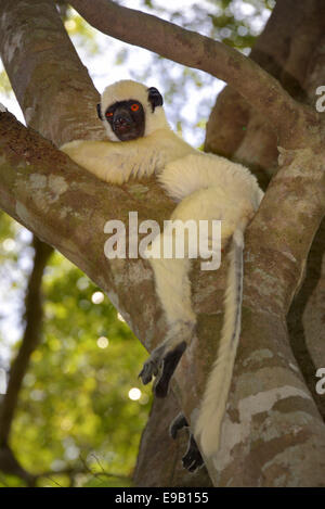 Von der Decken's sifaka (Propithecus deckenii) - Madagascar Stock Photo ...