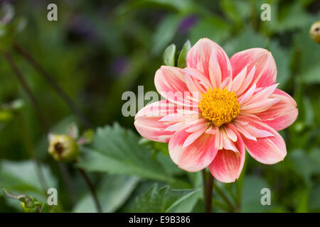 Red collarette Dahlia growing in an herbaceous border Stock Photo - Alamy