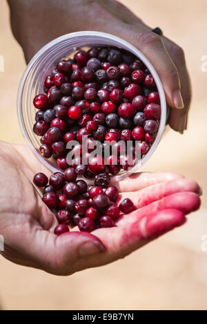A close up of a bunch of huckleberries. The berries are small and round ...