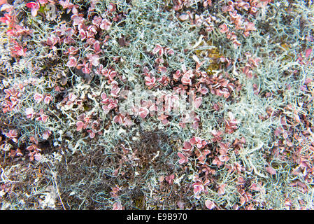 Arctic vegetation on Greenland in summer with lichen, moss, dwarf Stock ...