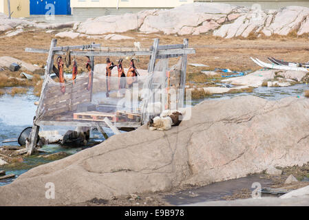 seal meat on drying rack inuit settlement greenland denmark Stock Photo ...