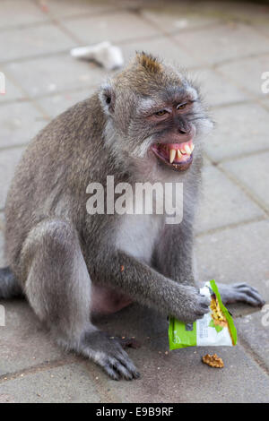 Angry wild monkey (long tailed macaque Stock Photo - Alamy