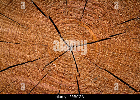 Tree rings to count the age of a tree Stock Photo: 74814669 - Alamy