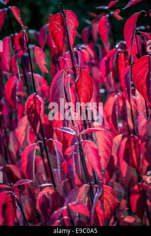 Cornus alba Kesselringii Stock Photo - Alamy