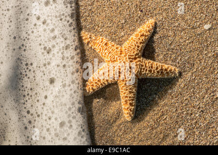 Starfish into the waves. Sunlight Stock Photo - Alamy