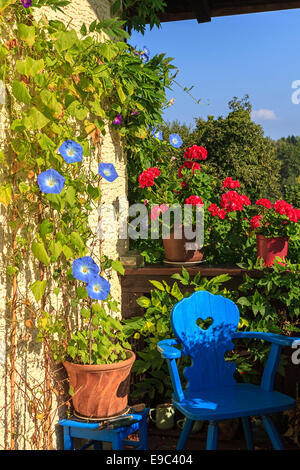 Blue Bindweed ( Ipomoea tricolor ) and Geranium Flowers ( Pelargonium ...
