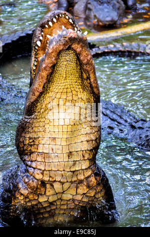 alligators at alligator farm Jacksonville, Florida Stock Photo - Alamy
