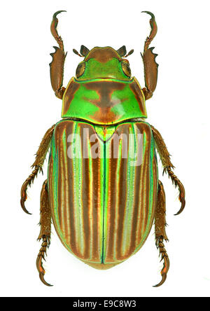 Jewel scarab beetle (Chrysina adelaida). The mounted specimen shown ...