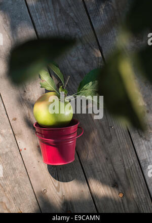 bunch of red apples on a branch with green leaves close-up. The concept ...