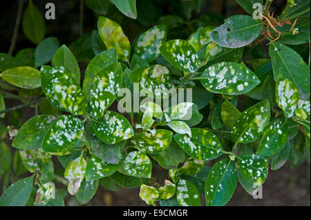Powdery mildew (Oidium euonymi-japonici) infection on a Euonymus ...