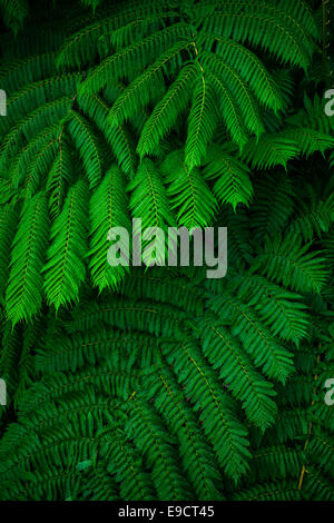 Rain in the forest, closeup with vibrant colors Stock Photo - Alamy