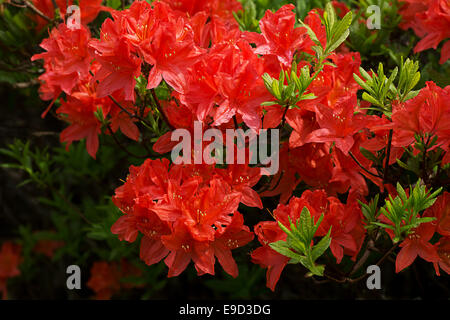 Orange Azalea Shrub Stock Photo - Alamy
