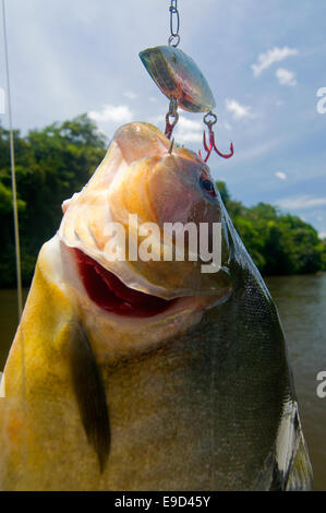 Giant piranhas with their razor-sharp teeth hang out in the rocky Stock ...